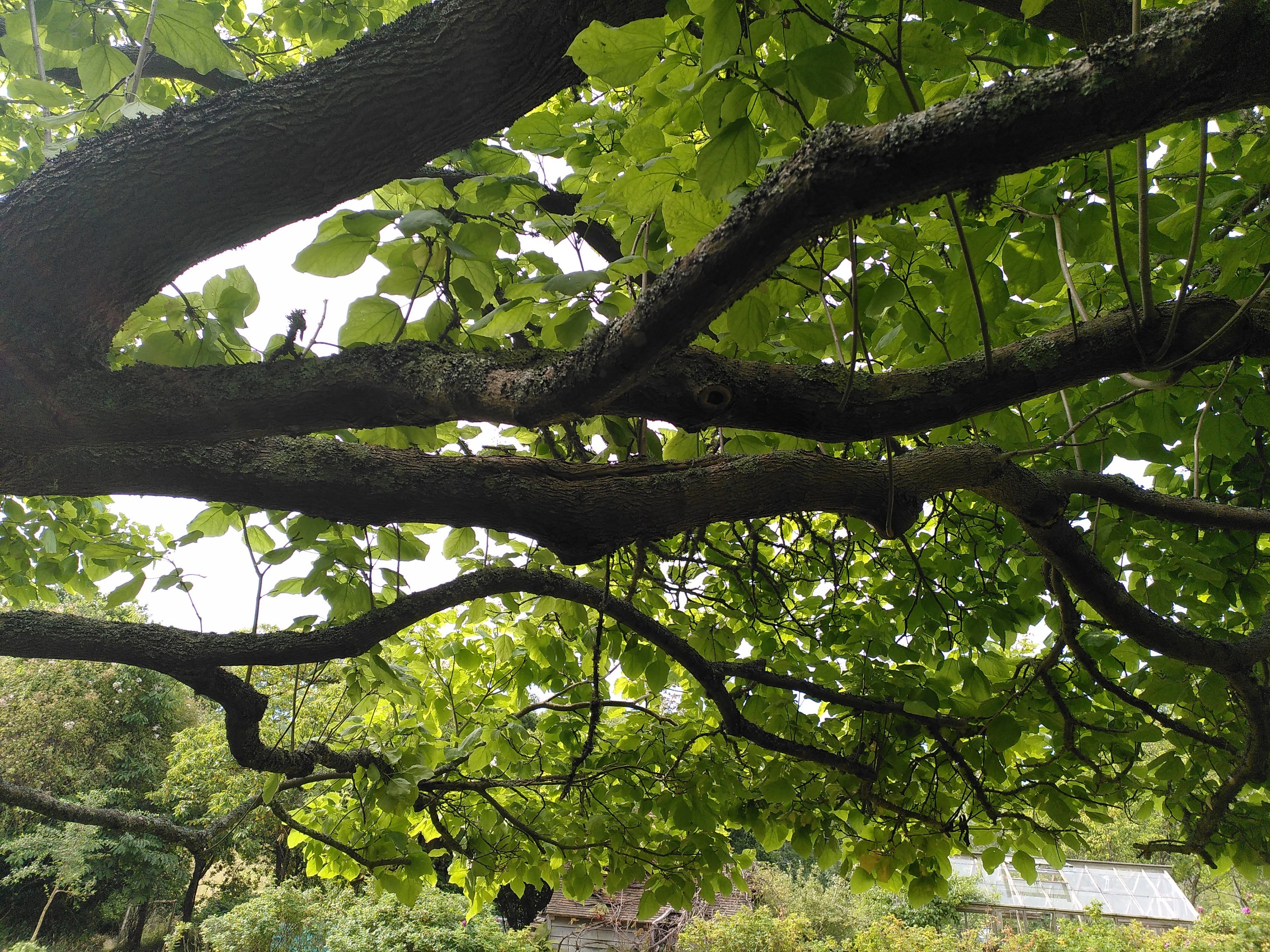 Lateral split – Ecological Tree Surgeons
